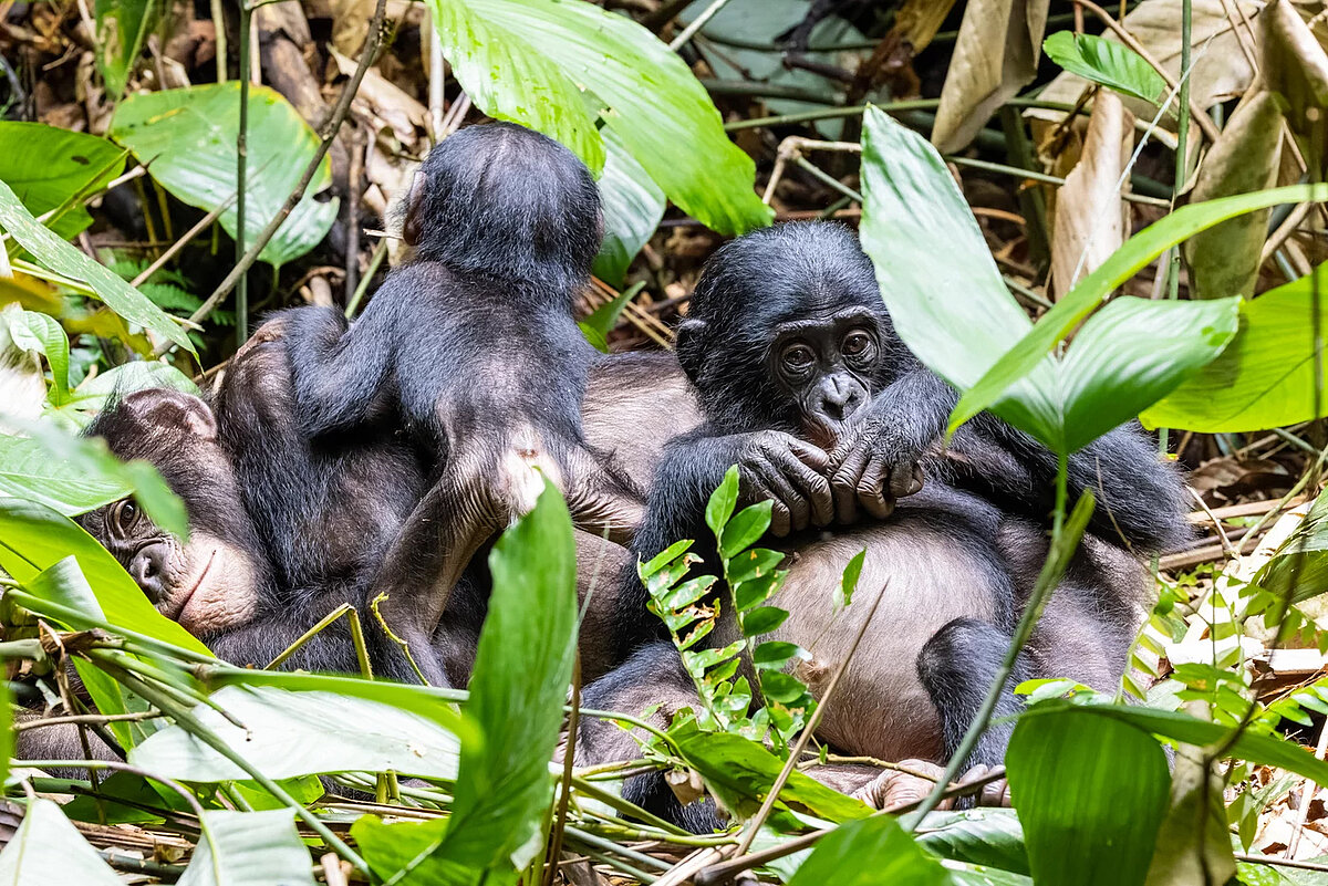 Article - Max Planck Institute for Evolutionary Anthropology